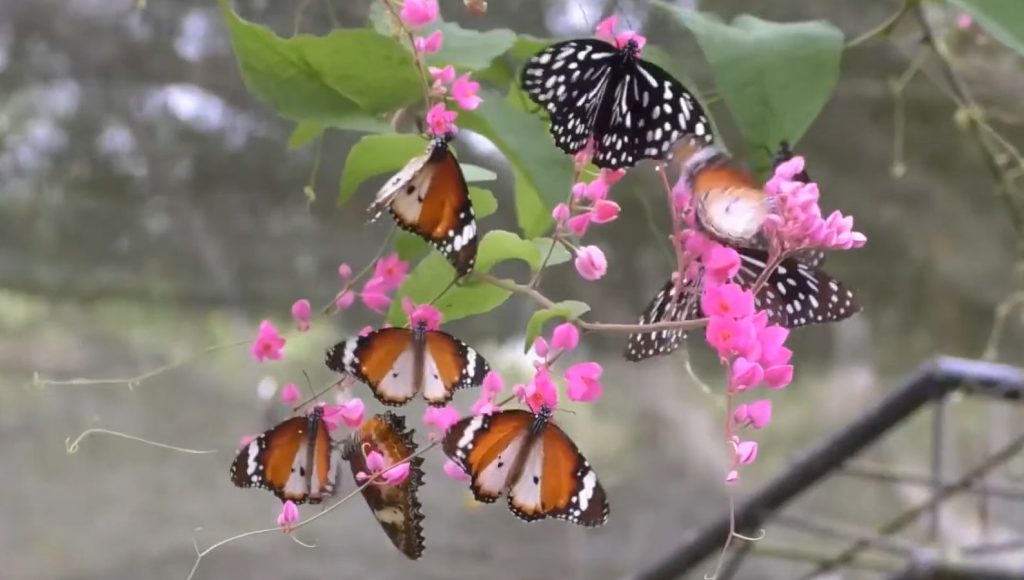 Butterfly – animal.my