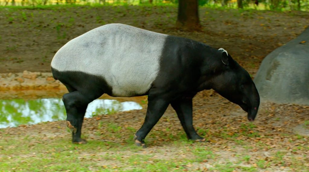 Malayan Tapir – animal.my