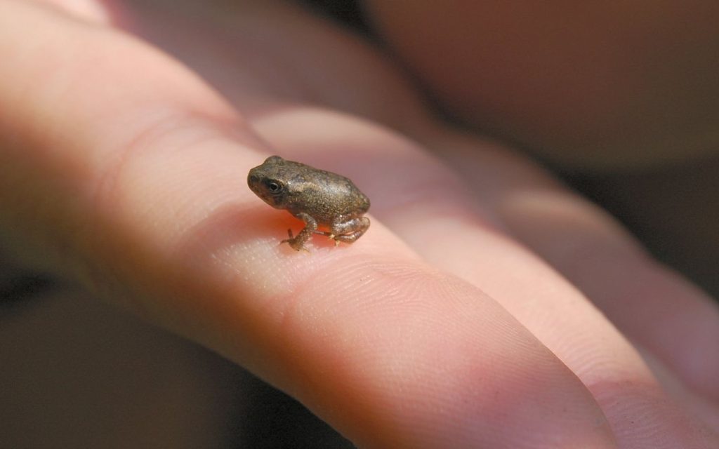 Paedophryne Amauensis – animal.my