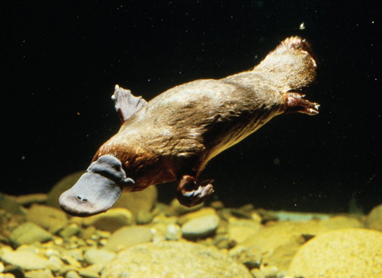 Platypus – animal.my