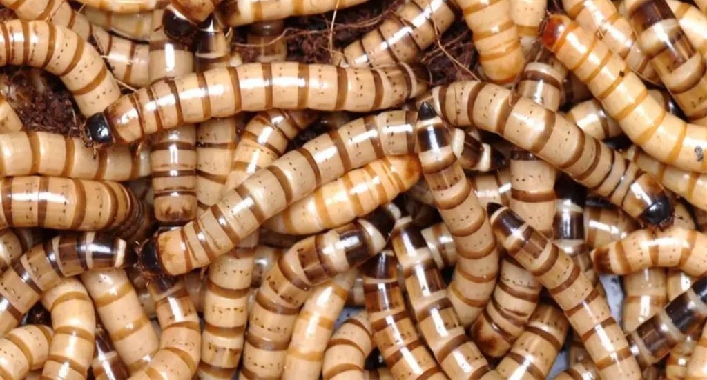 Superworm – animal.my