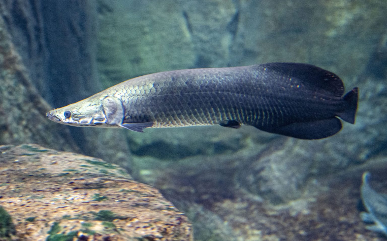 Arapaima – animal