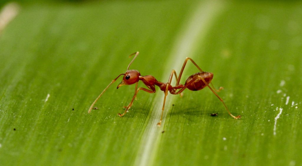Asian Weaver Ant – animal.my