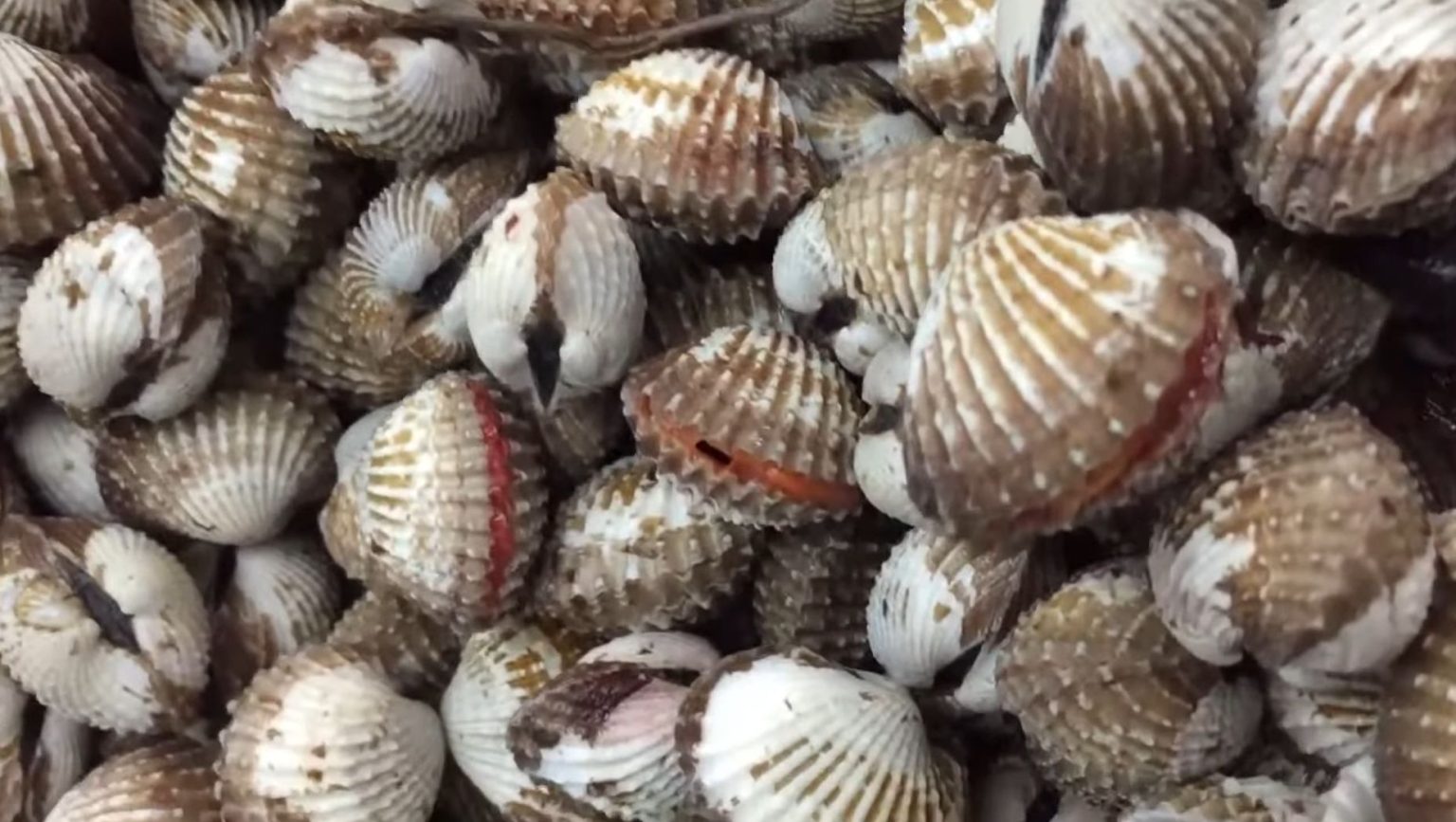 Blood Clam – animal.my