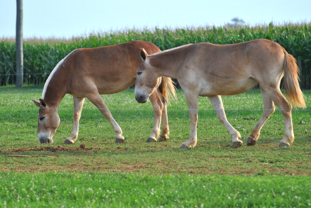 Mule – animal.my