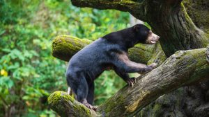 Sun Bear – animal.my